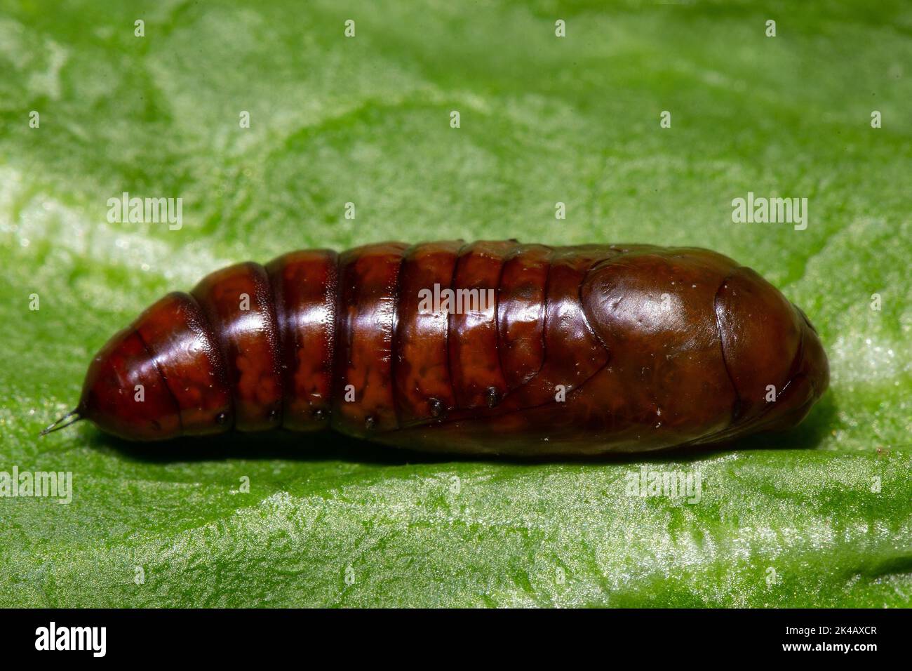 Pupa lying hi-res stock photography and images - Alamy