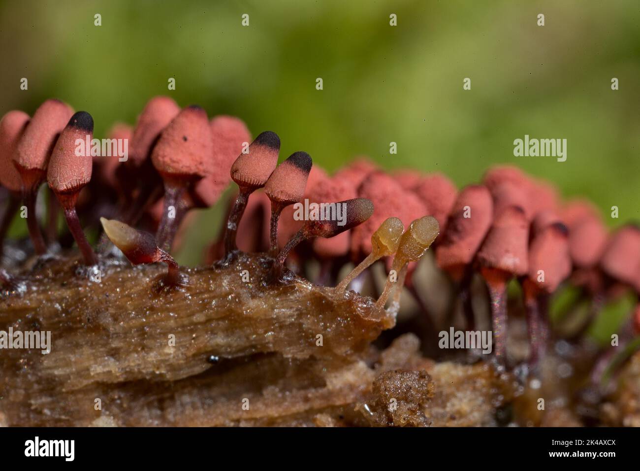 Brick red stalk slime mould Several fruiting bodies with red stalks and ...