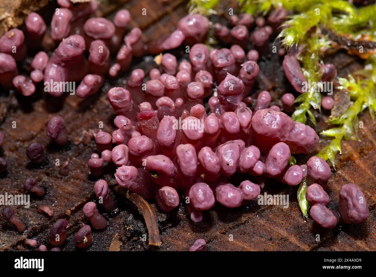 Flesh red jelly cup many spherical gelatinous flesh red fruit bodies on ...