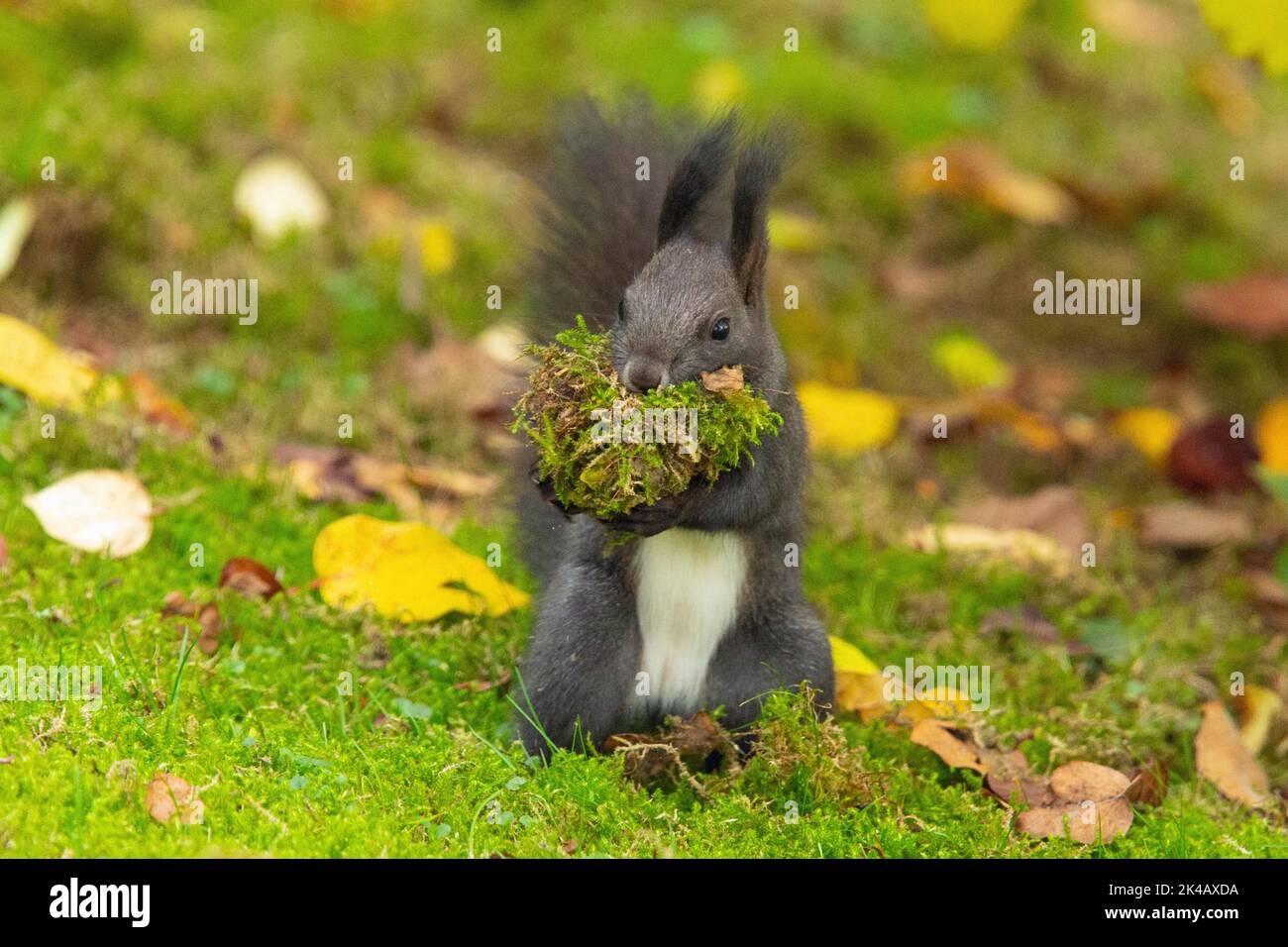 Squirrel with moss in mouth standing in green grass looking from the ...