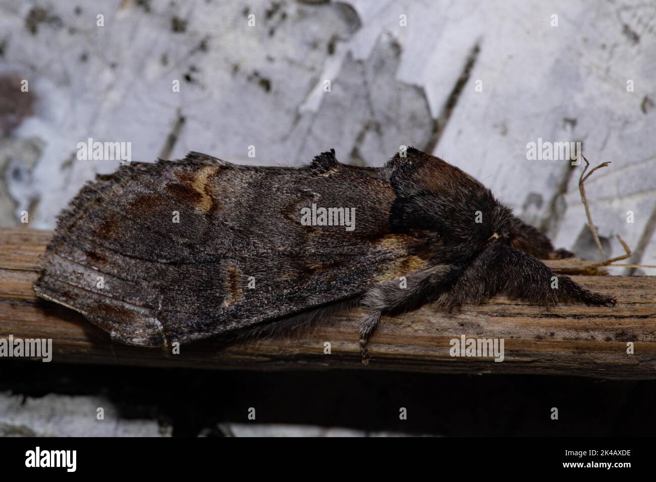 Dromedary tooth moth butterfly with closed wings sitting on branch ...
