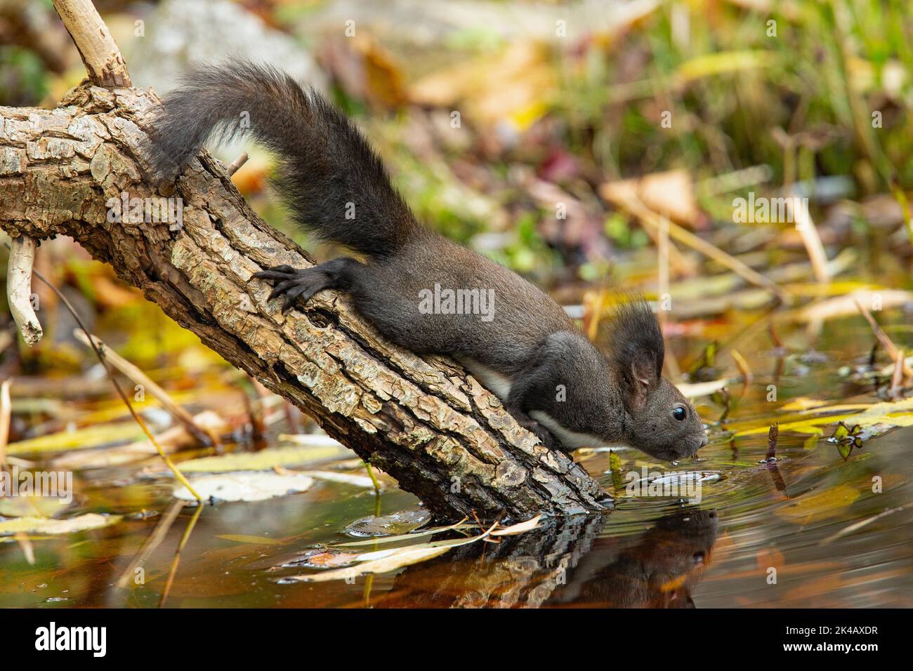 Squirrel standing on branch in water right looking drinking Stock Photo ...