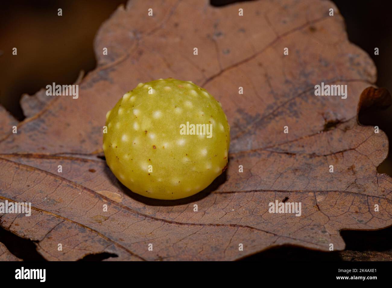 Wasp egg hi-res stock photography and images - Alamy