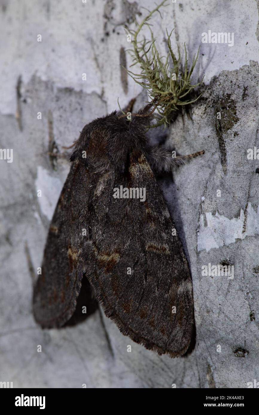 Dromedary tooth moth butterfly with closed wings sitting on birch tree ...