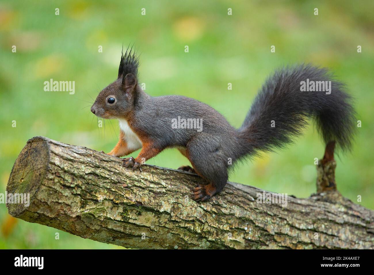 Squirrel standing on branch looking left Stock Photo - Alamy