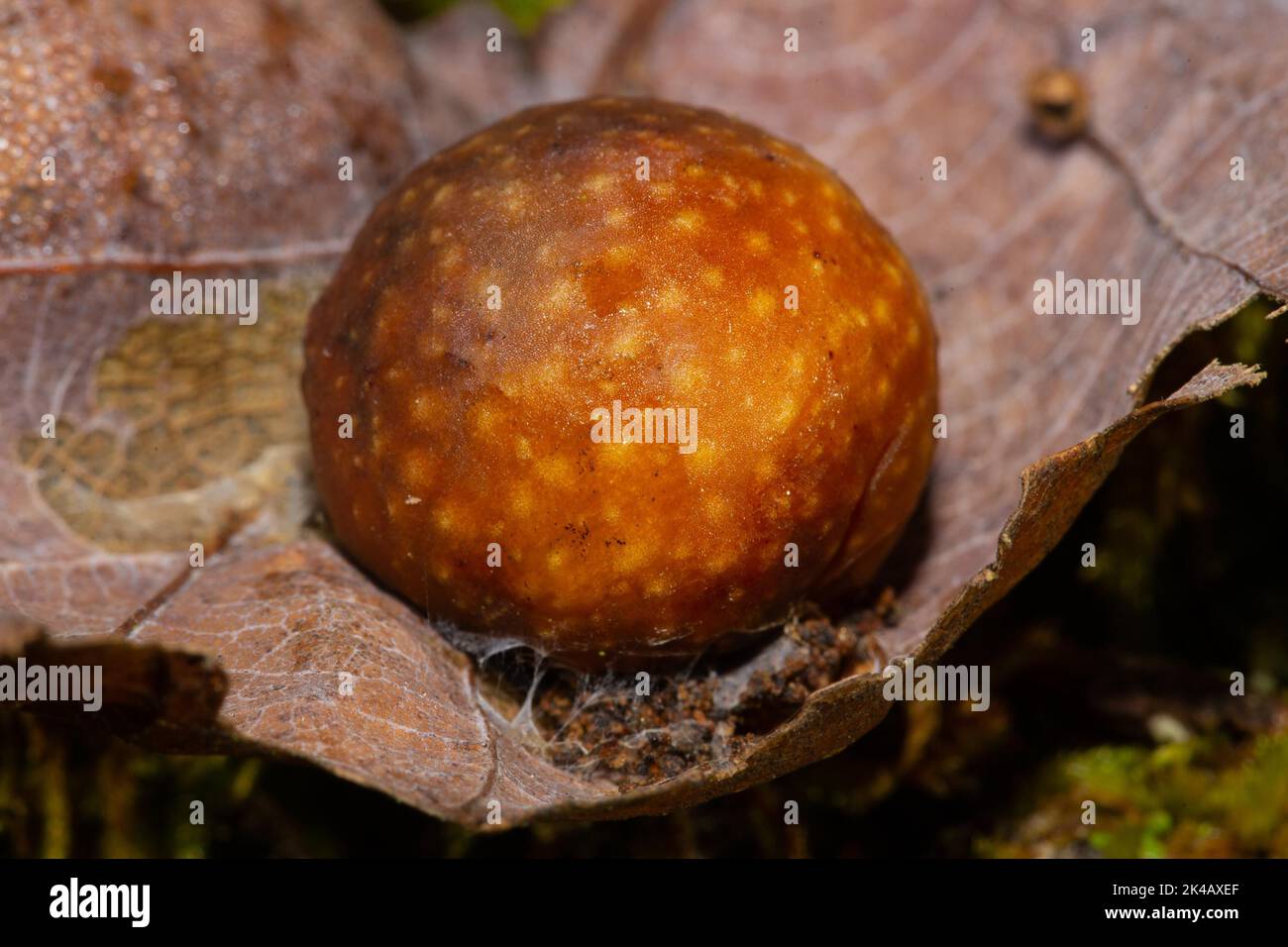 Wasp egg hi-res stock photography and images - Alamy