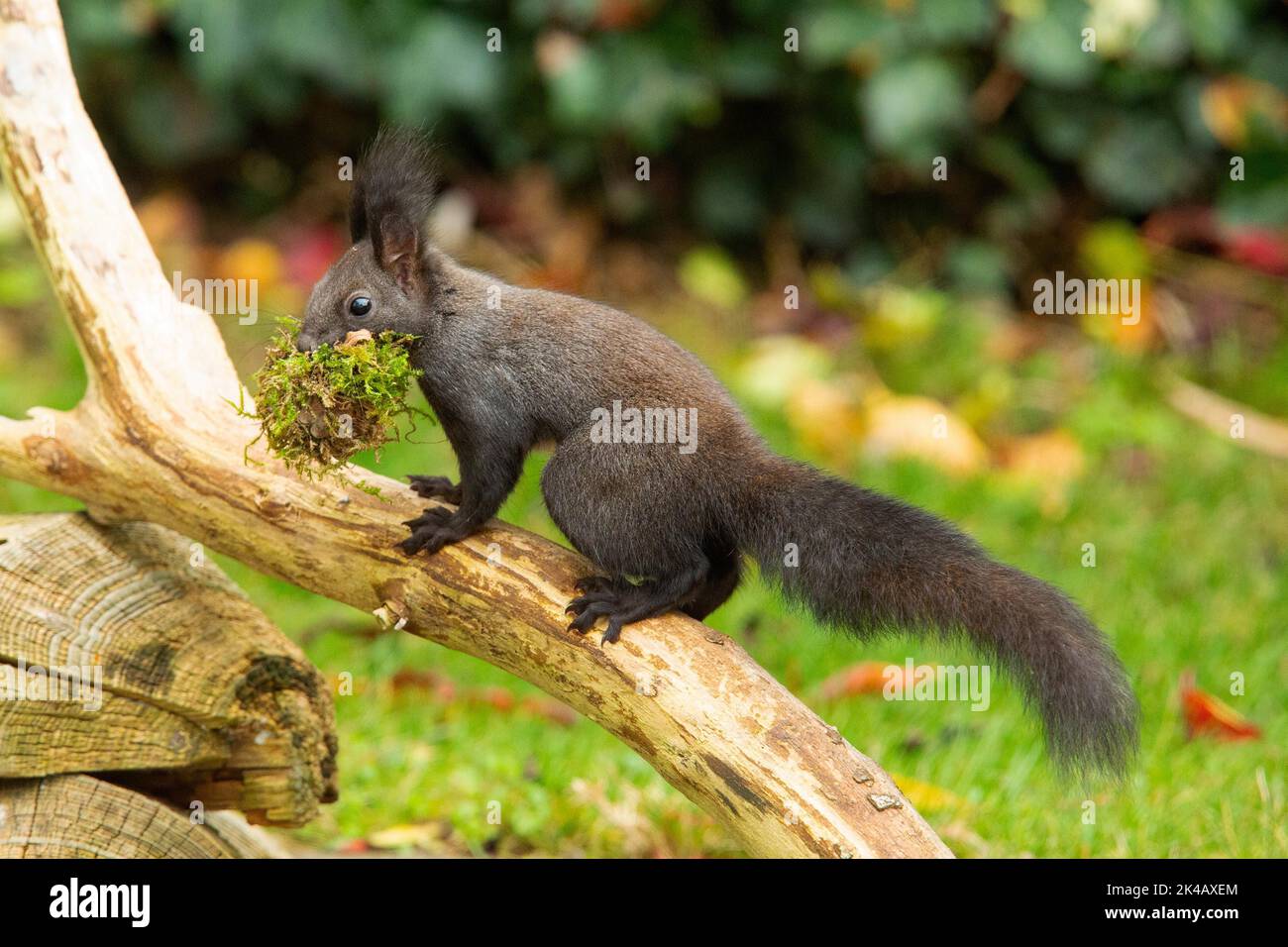 Squirrel with moss in mouth standing on branch looking left Stock Photo ...
