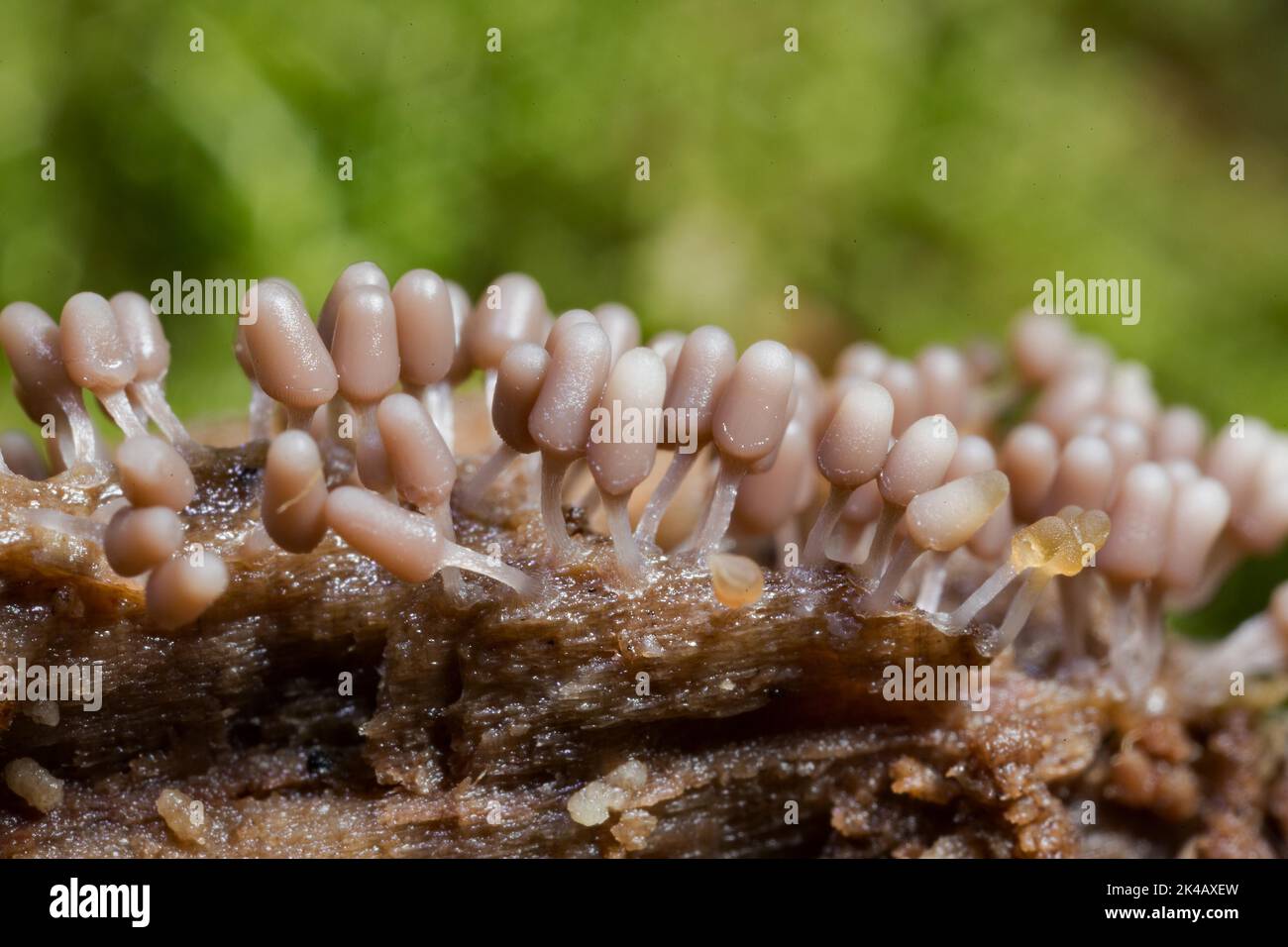 Brick-red stalk slime mould Several fruiting bodies with white-reddish ...