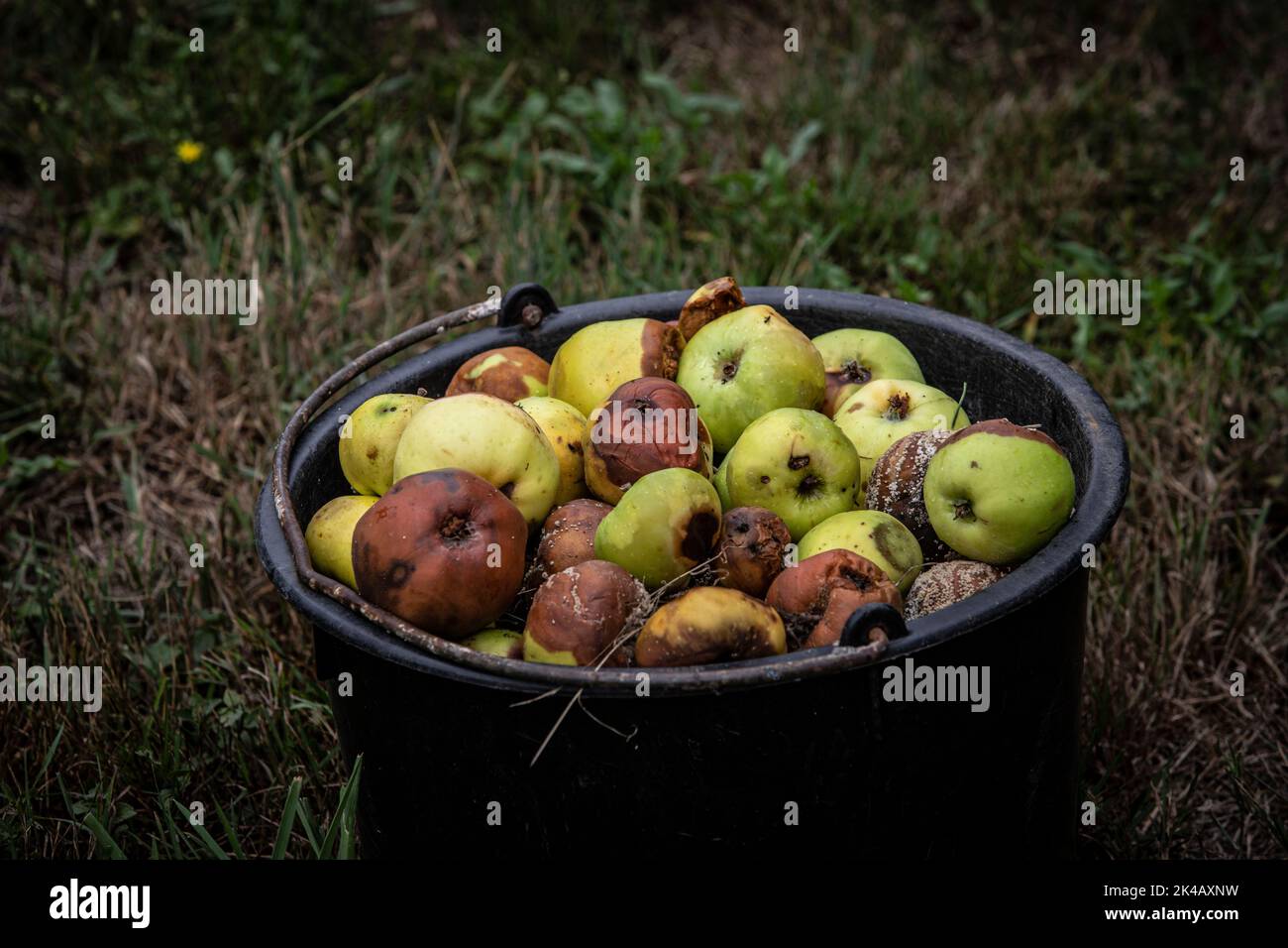 rotten apple in a bucket Stock Photo - Alamy