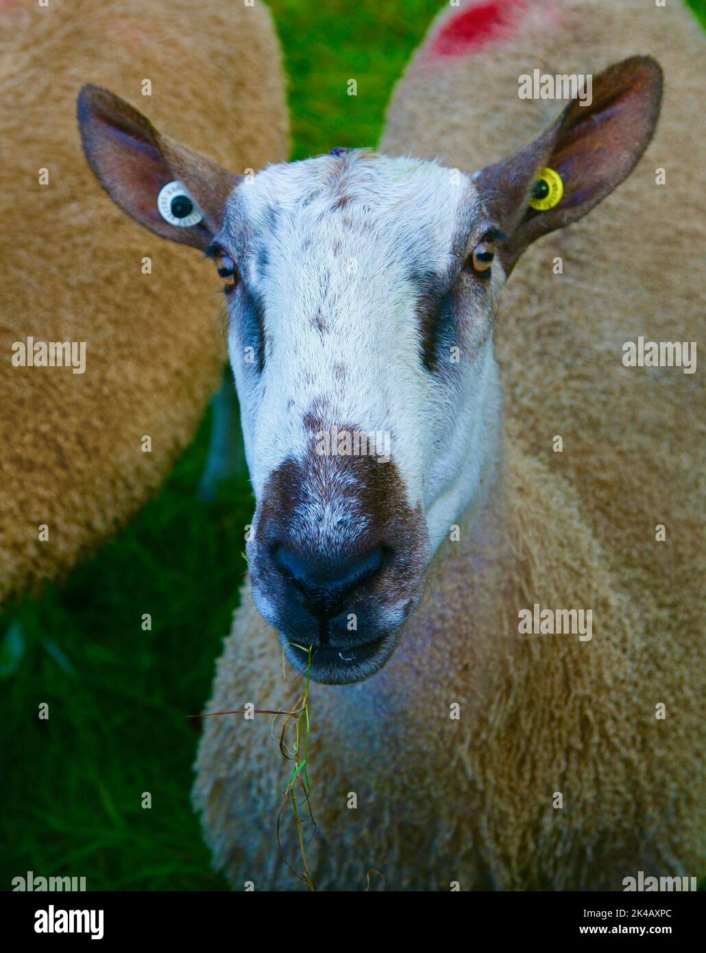 A handsome looking ram in the British countryside, United Kingdom ...