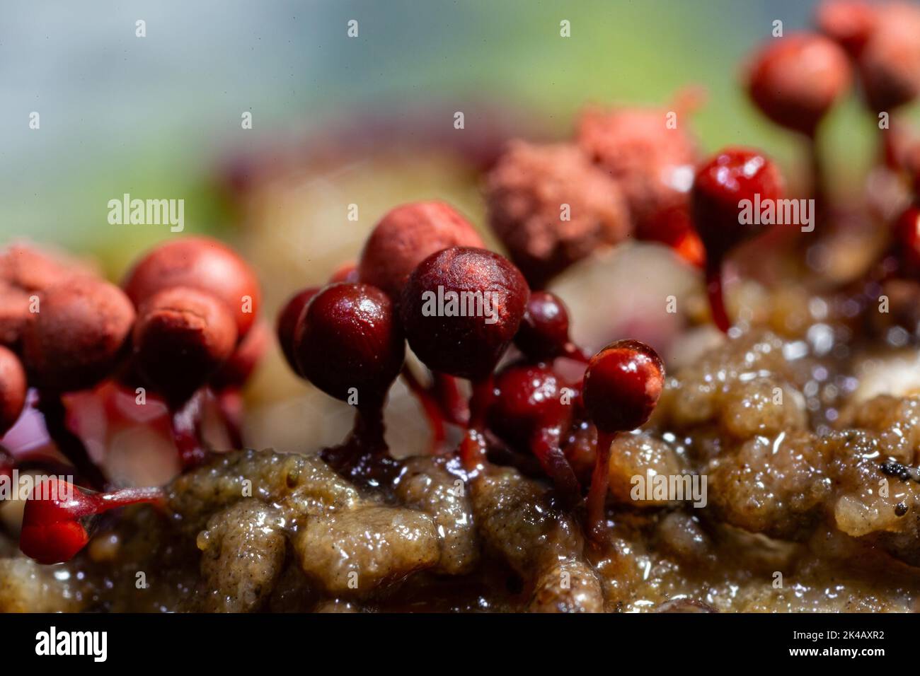 Red-headed slime mould some fruiting bodies with dark red stems and ...