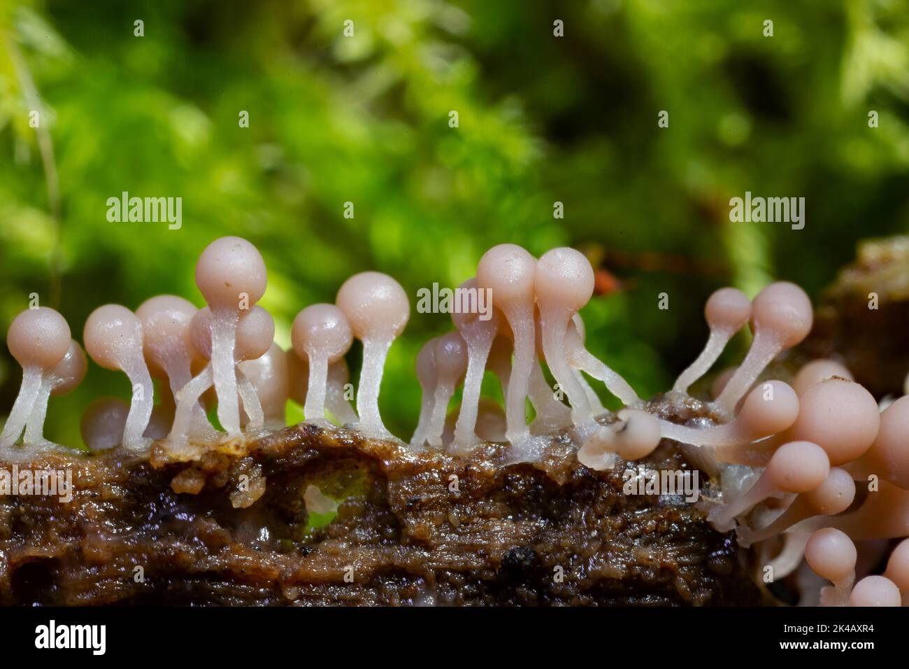 Red-headed slime mould several fruiting bodies with old pink stalks and ...