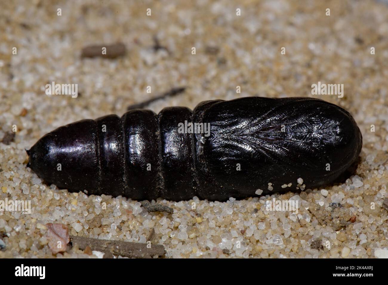 Poplar tooth moth black-brown pupa on sandy soil Stock Photo - Alamy
