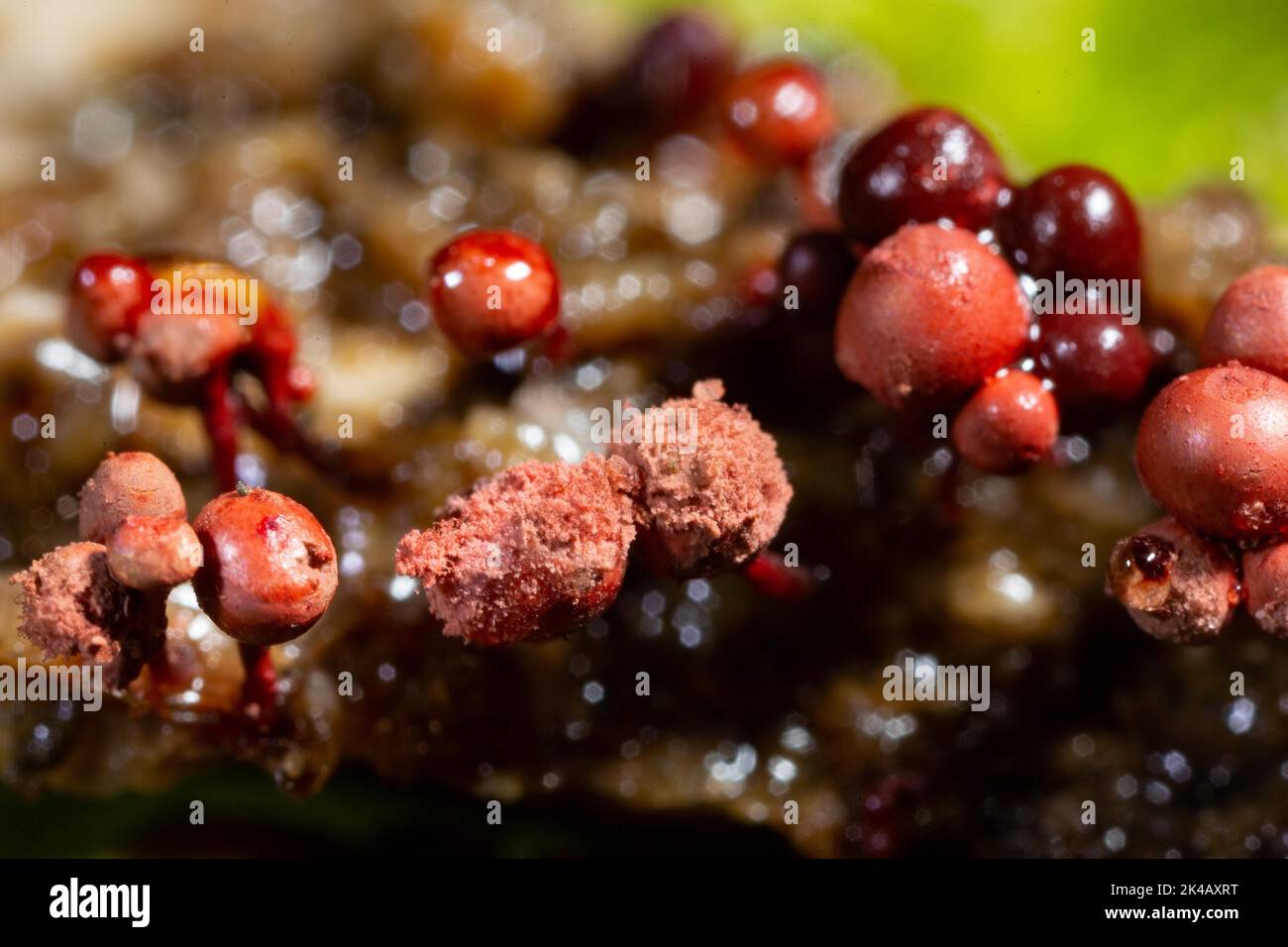 Red-headed slime mould some fruiting bodies with red stems and ...