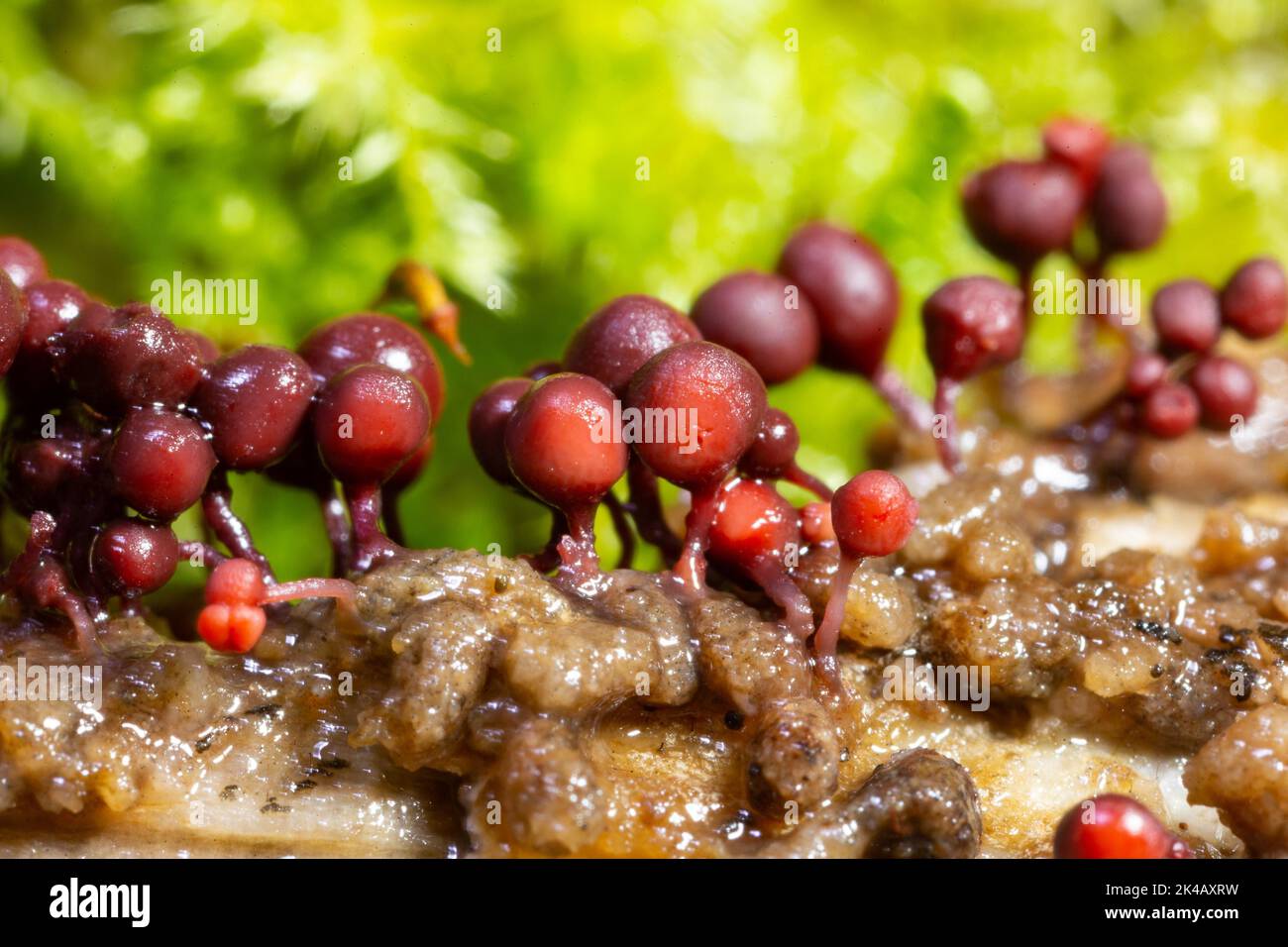 Red-headed slime mould several fruiting bodies with red stems and ...