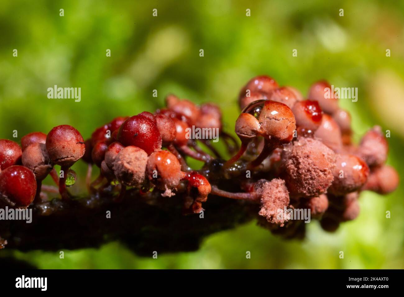 Red-headed slime mould some fruiting bodies with dark red stems and ...