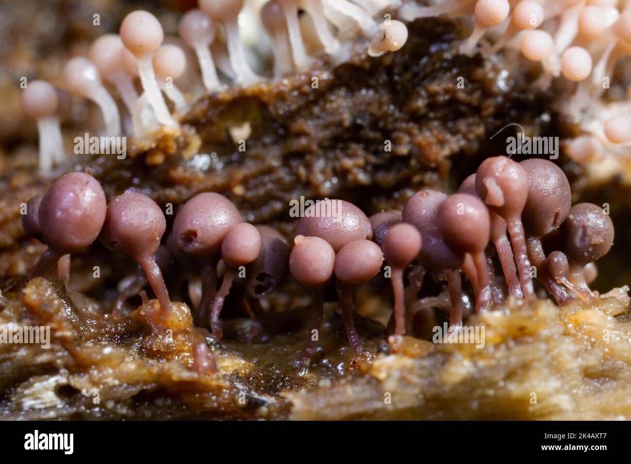 Red-headed slime mould some fruiting bodies with brown-red stems and ...