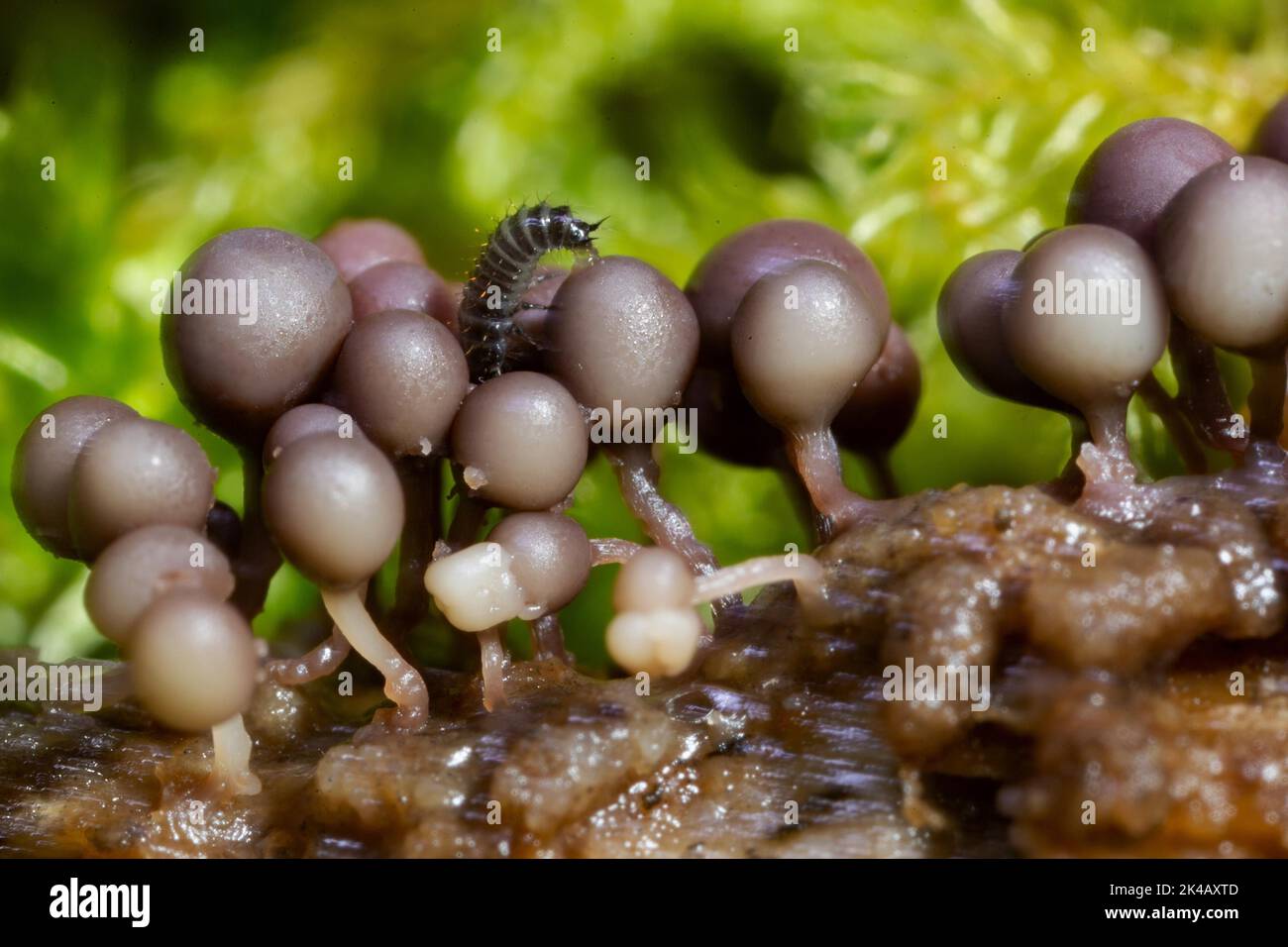 Headed slime hi-res stock photography and images - Alamy