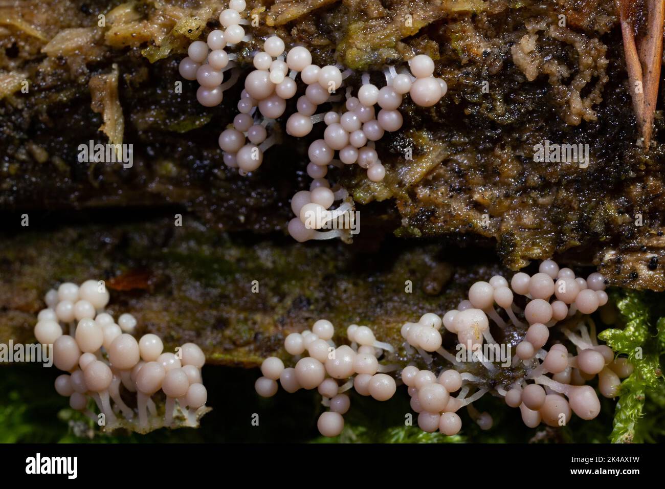 Red-headed slime mould many fruiting bodies with old pink stems and ...