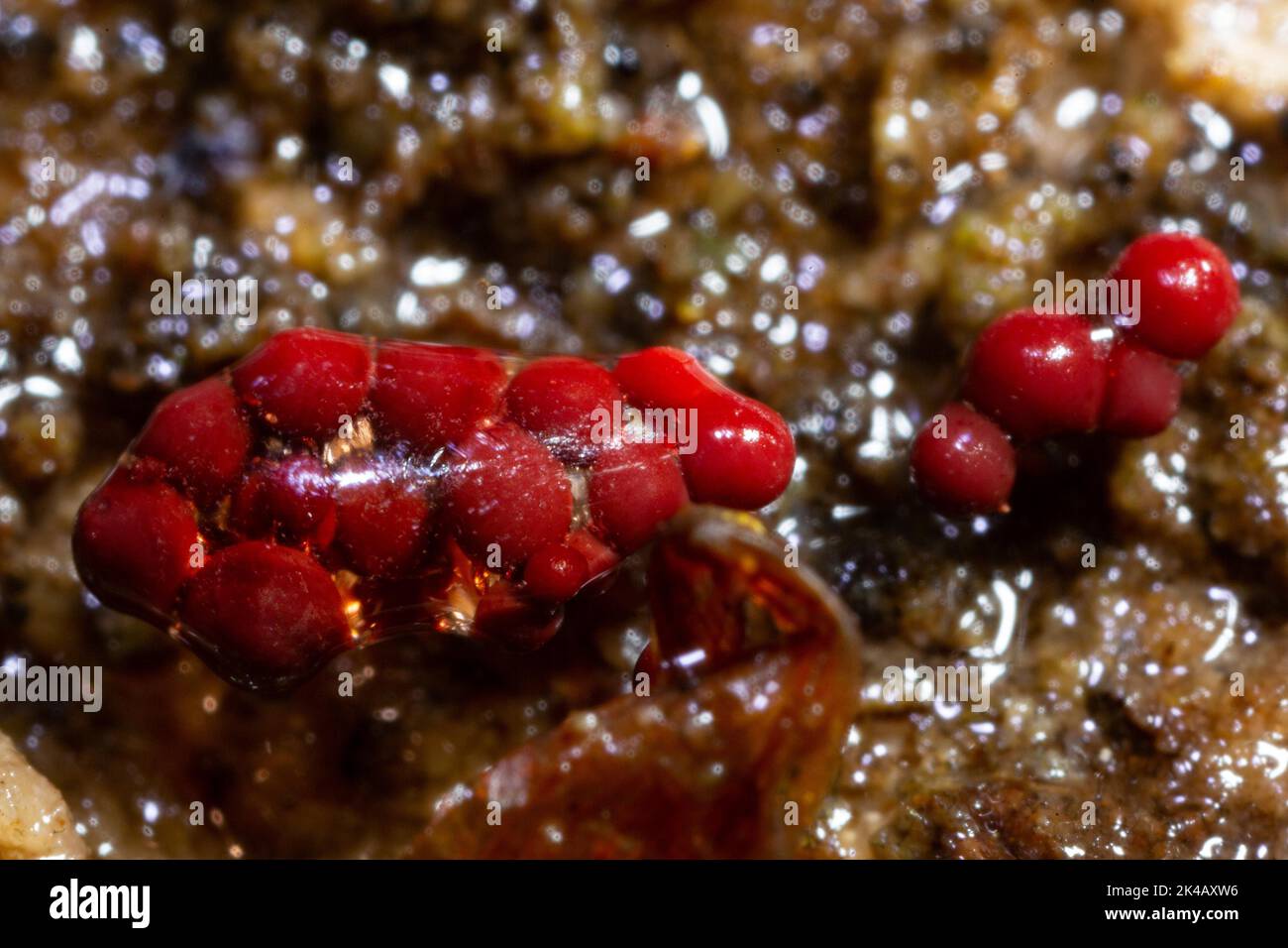 Red-headed slime mould some fruiting bodies with dark red stems and ...