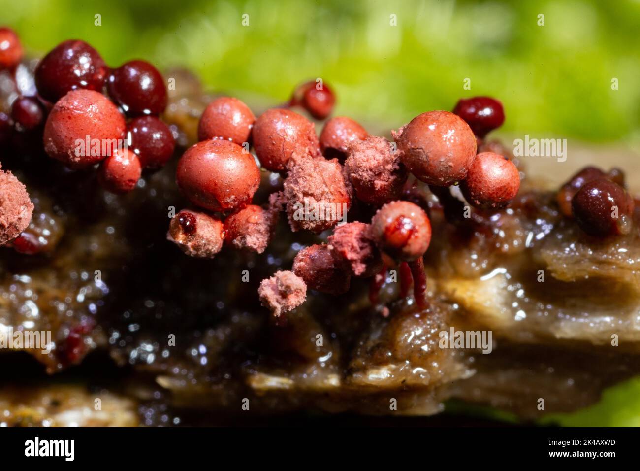 Red-headed slime mould some fruiting bodies with red stems and ...
