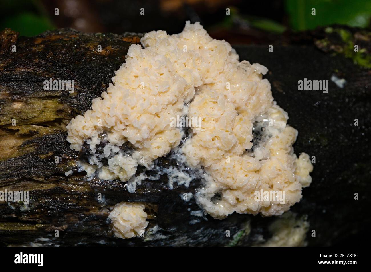 White tanbark, white witch's butter foamy whitish fruit body on tree ...