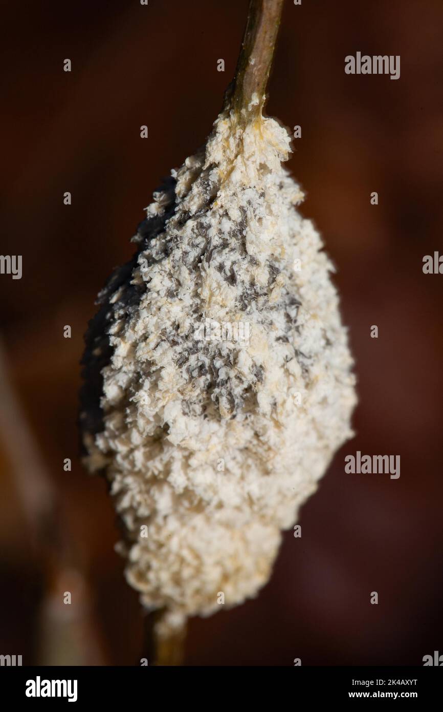 Foam slime mould foamy yellow-brown fruit body on stalk Stock Photo - Alamy