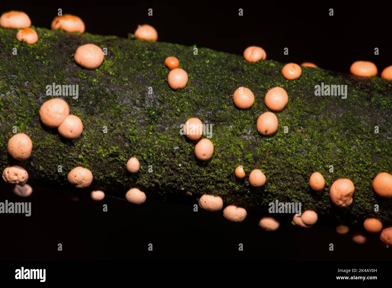 Vermilion pustule mushroom several light pink fruit bodies next to each ...