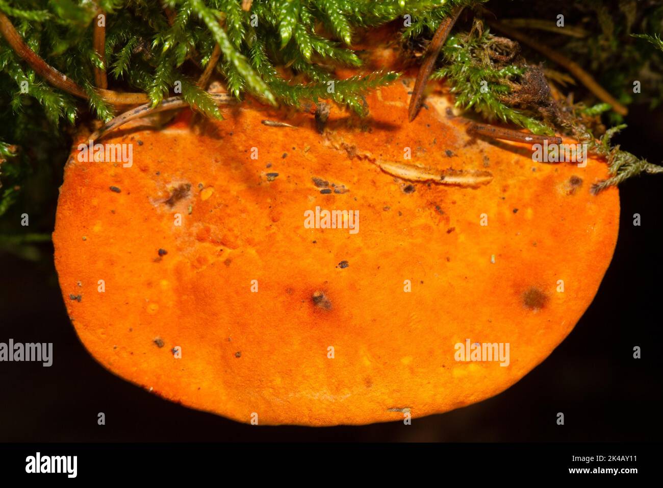 Vermilion spider orange plate-shaped fruit body on a tree trunk with ...