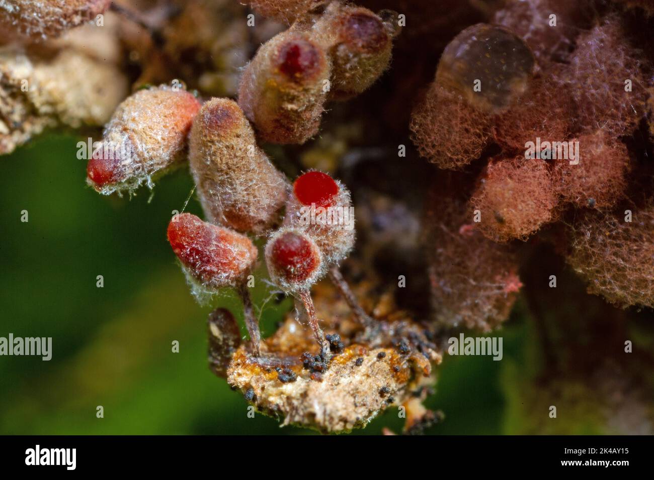 Brick red stalk slime mould several crimson fruit bodies next to each ...