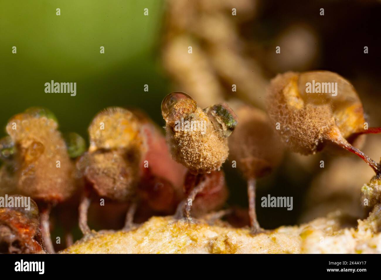Red slime mold hi-res stock photography and images - Alamy
