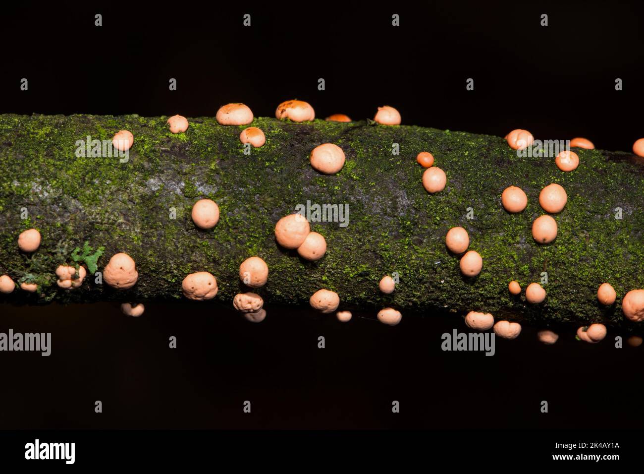 Light pink fruit hi-res stock photography and images - Alamy