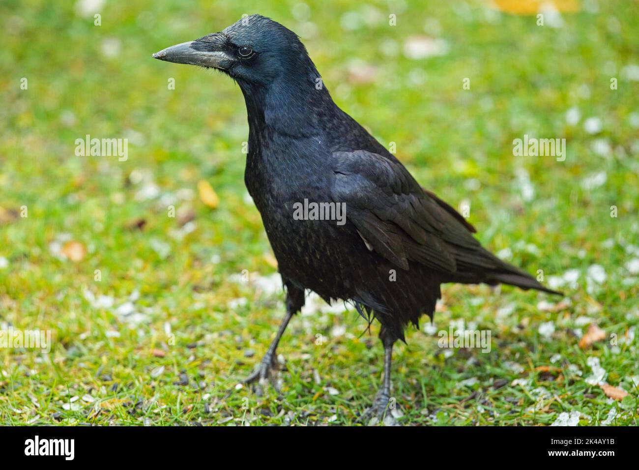 Raven crow standing in green grass looking left Stock Photo - Alamy