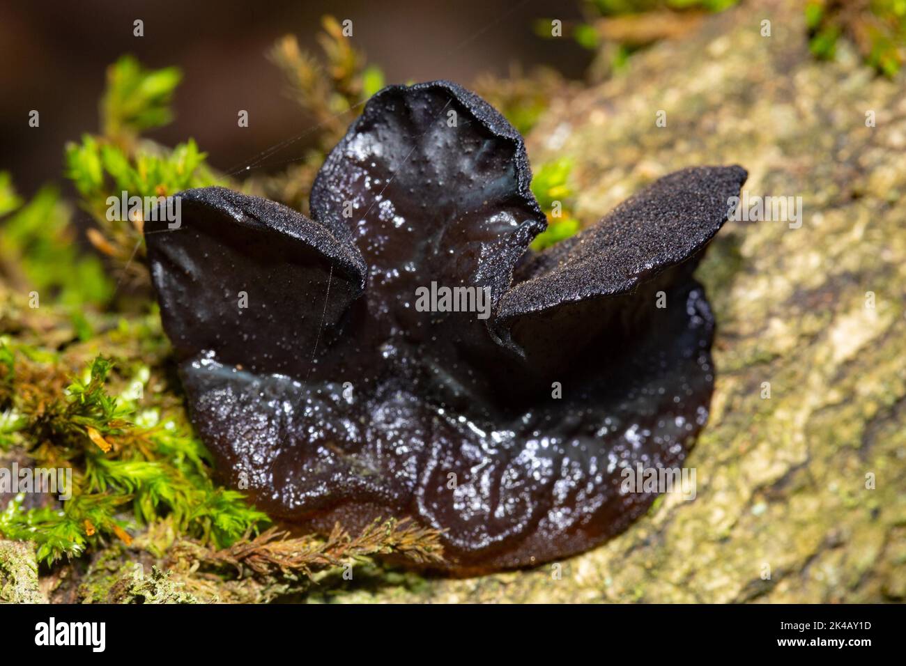 Stubby body hi-res stock photography and images - Alamy