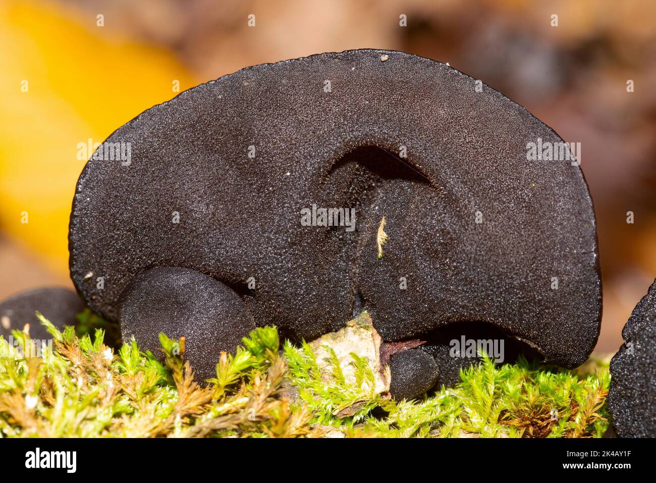 Stubby body hi-res stock photography and images - Alamy