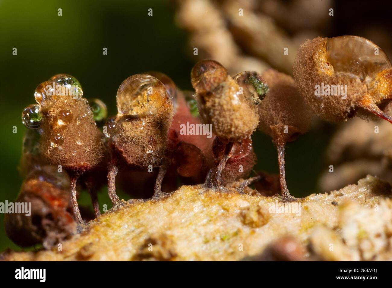Red slime mold hi-res stock photography and images - Alamy