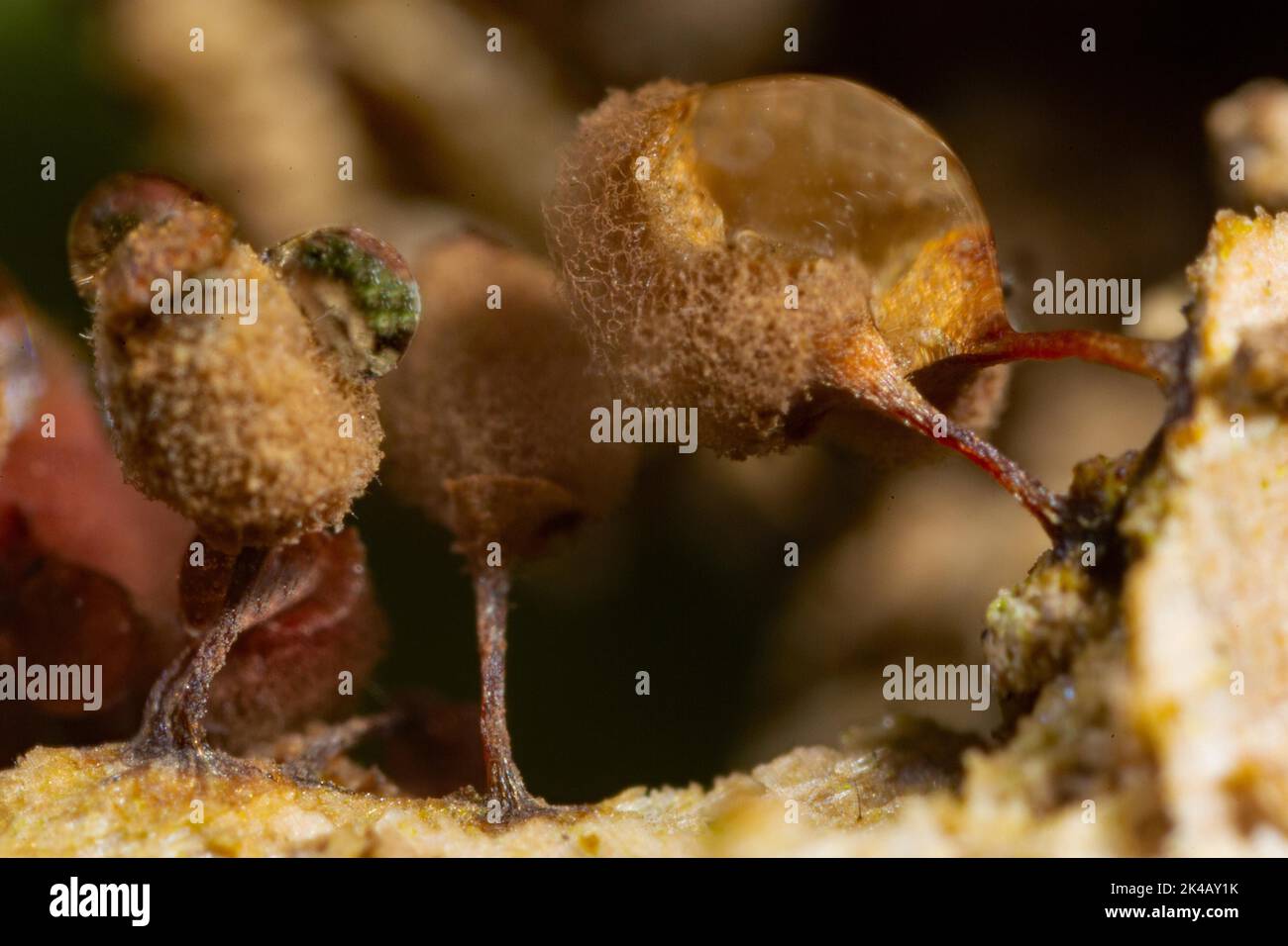 Brick red stalk slime mould two light brown-green fruit bodies next to ...