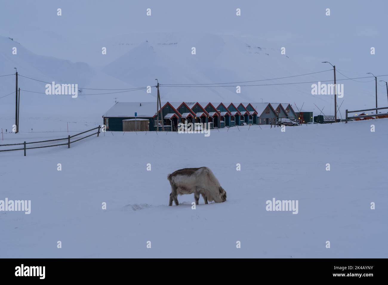 Reindeer in front of row of residential houses in Longyearbyen on cold ...