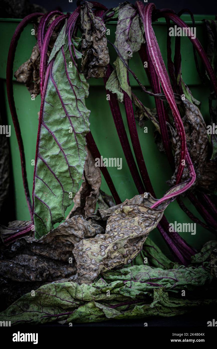rotten red beet Stock Photo - Alamy