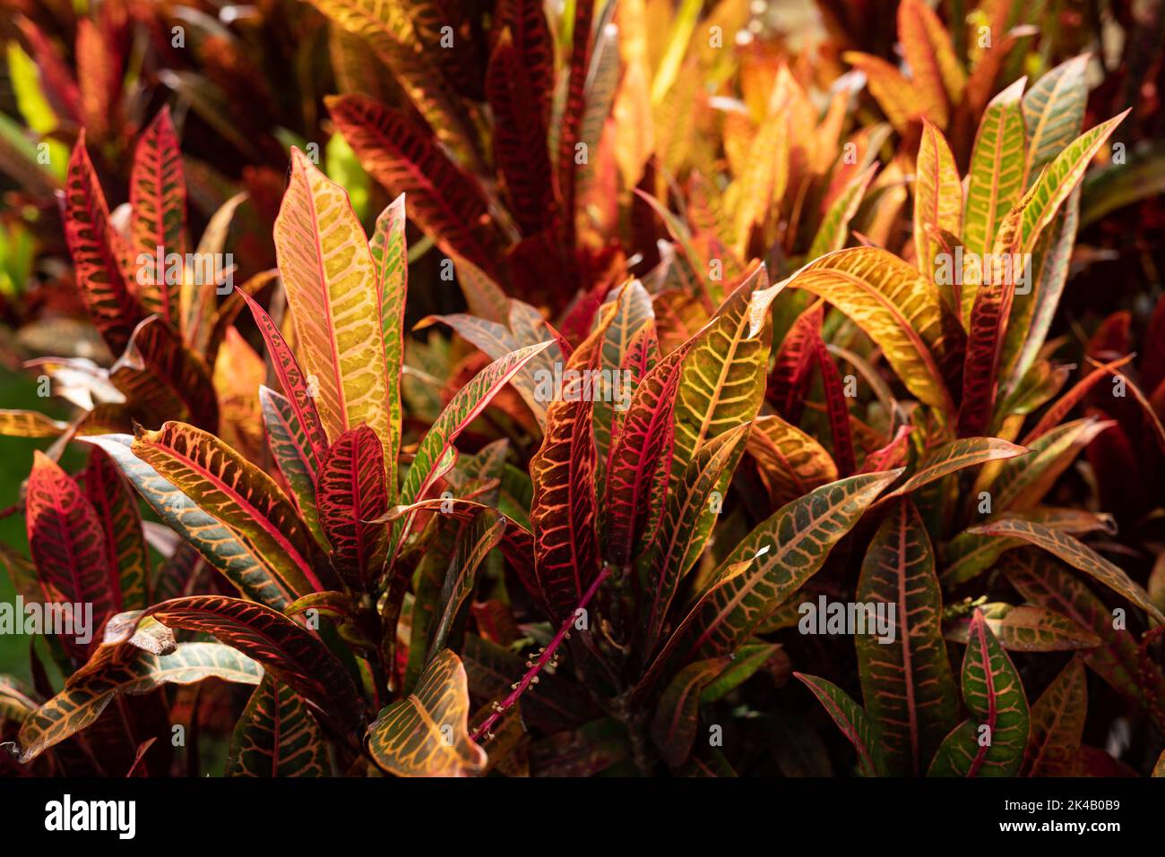 Croton Iceton