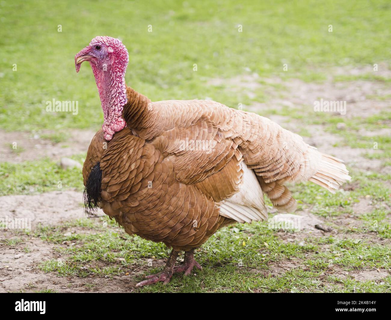 Side view turkey outdoors, Resolution and high quality beautiful photo ...