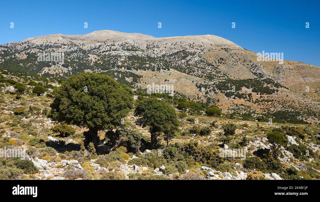 Lassithi, Katharo, Machia, trees, mountains, cloudless blue sky, East ...