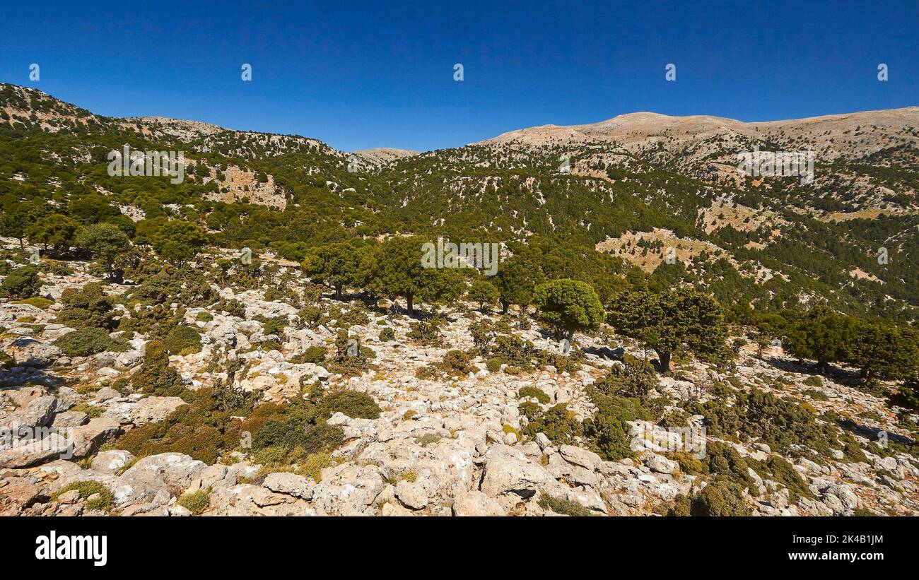 Lassithi, Katharo, Machia, trees, mountains, cloudless blue sky, East ...