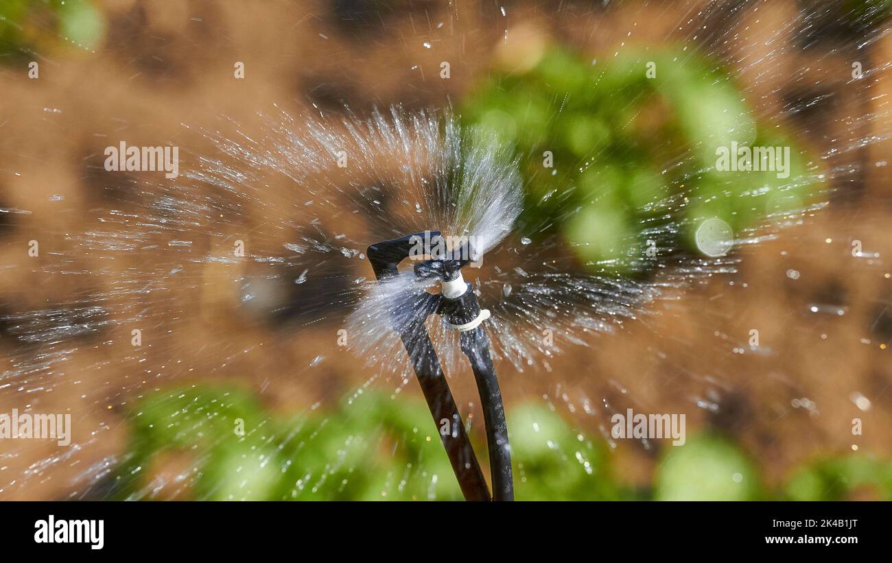 Irrigation sprinkler, field, macro, splashing water, single drops of ...
