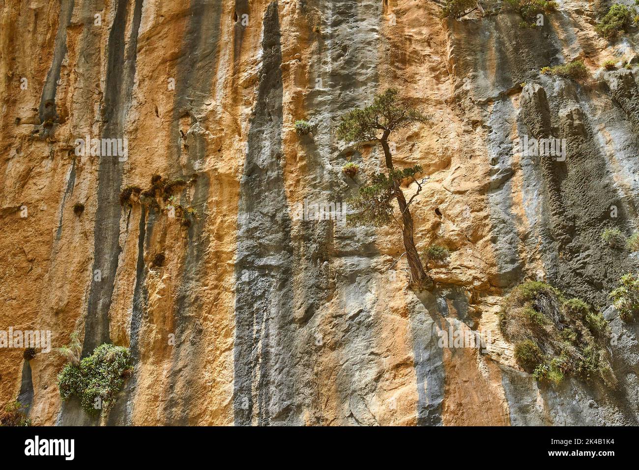 Gorge wall, tree on rock, grey vertical rock stripes, ochre vertical ...