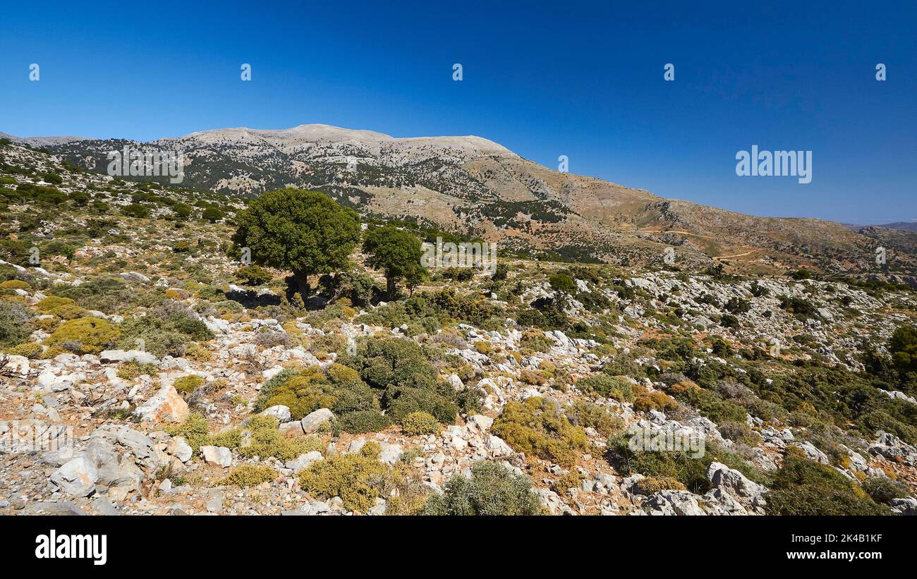 Lassithi, Katharo, Machia, trees, mountains, cloudless blue sky, East ...