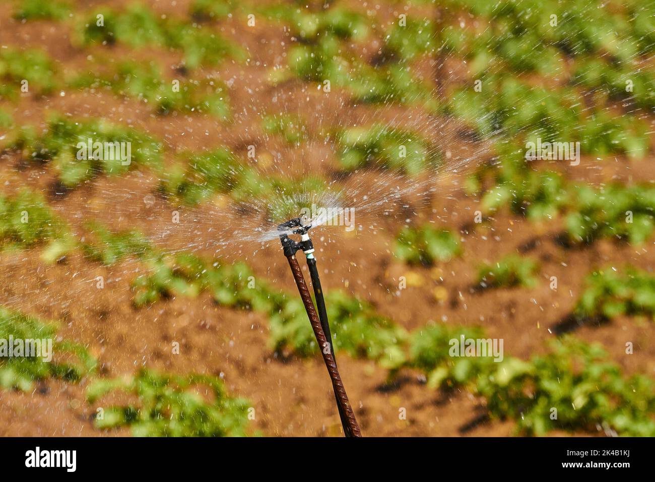 Irrigation sprinkler, field, macro, splashing water, blurred water ...