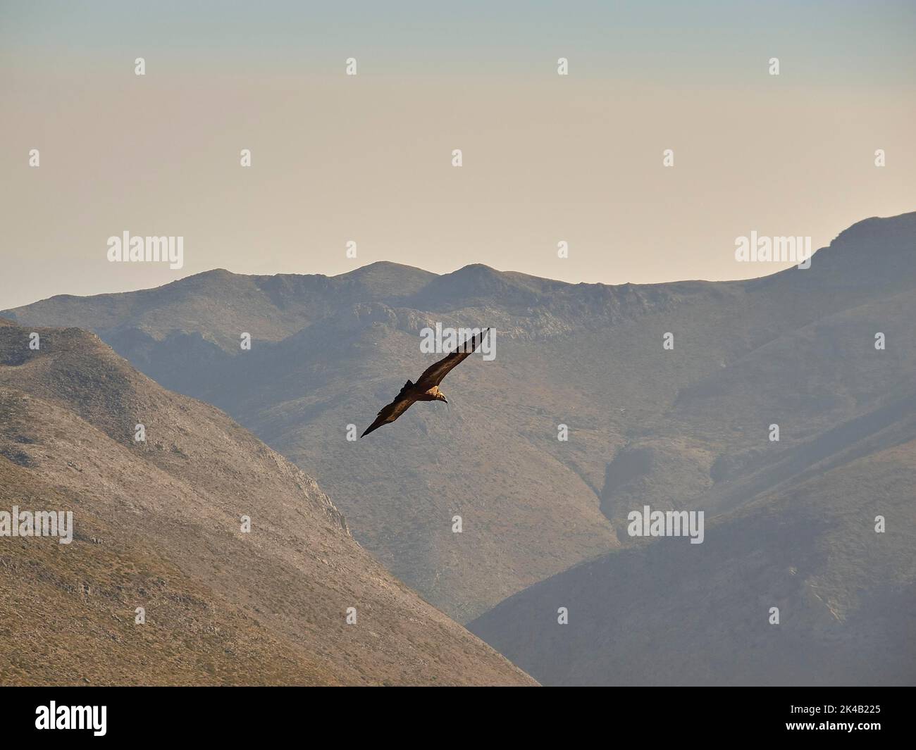 Crete gorge bird hi-res stock photography and images - Alamy
