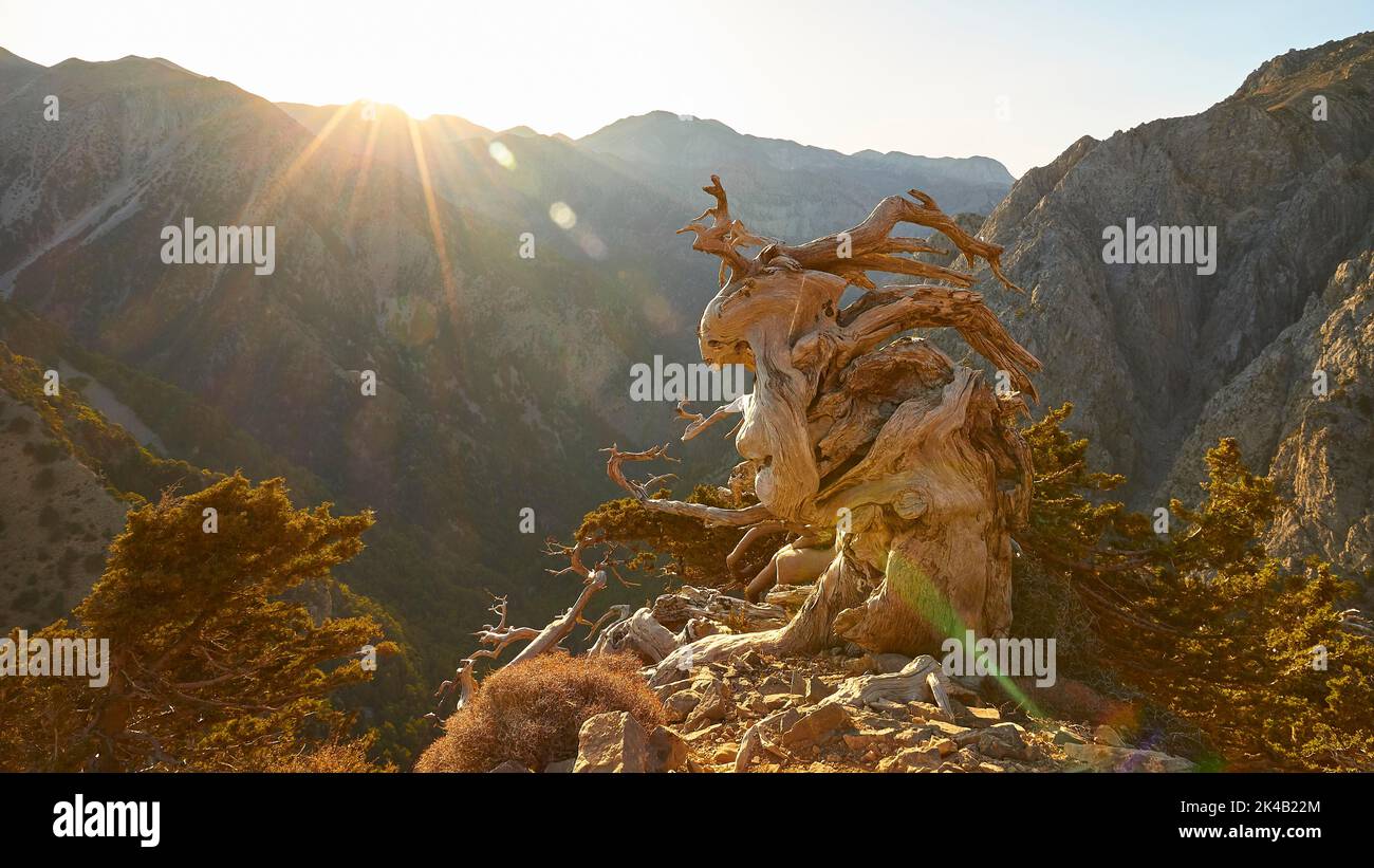 Bizarre gnarled tree, narrow hiking path, Gingilos, hiking on the ...