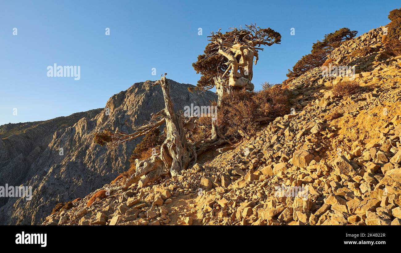Bizarre tree stumps, boulders, Gingilos, hiking on the Gingilos ...